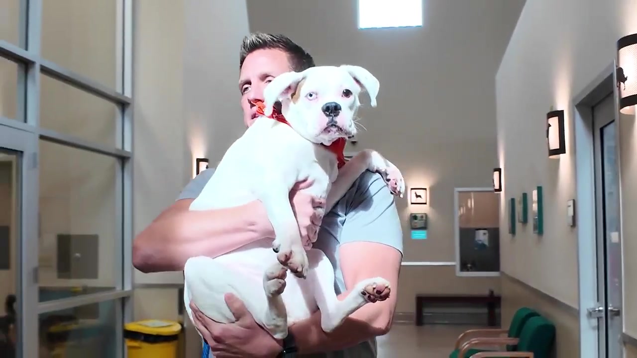 Their owner left them behind - watch their emotional reunion