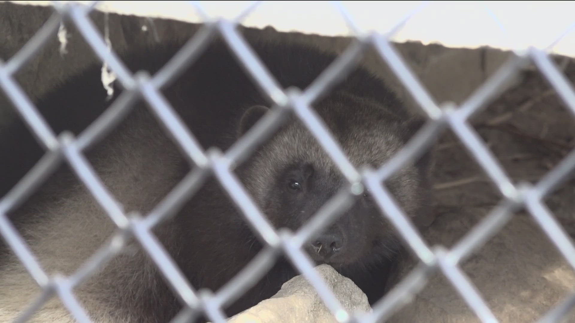 Meet Laura: Zoo Boise welcomes new wolverine