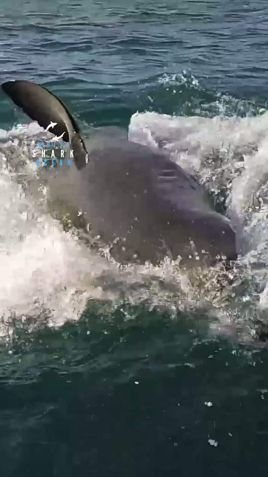 Big Great White Shark Blasting Out Of The Water