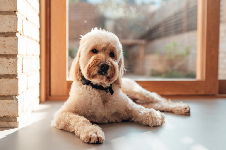 8 signs your dog is sad when you go to work