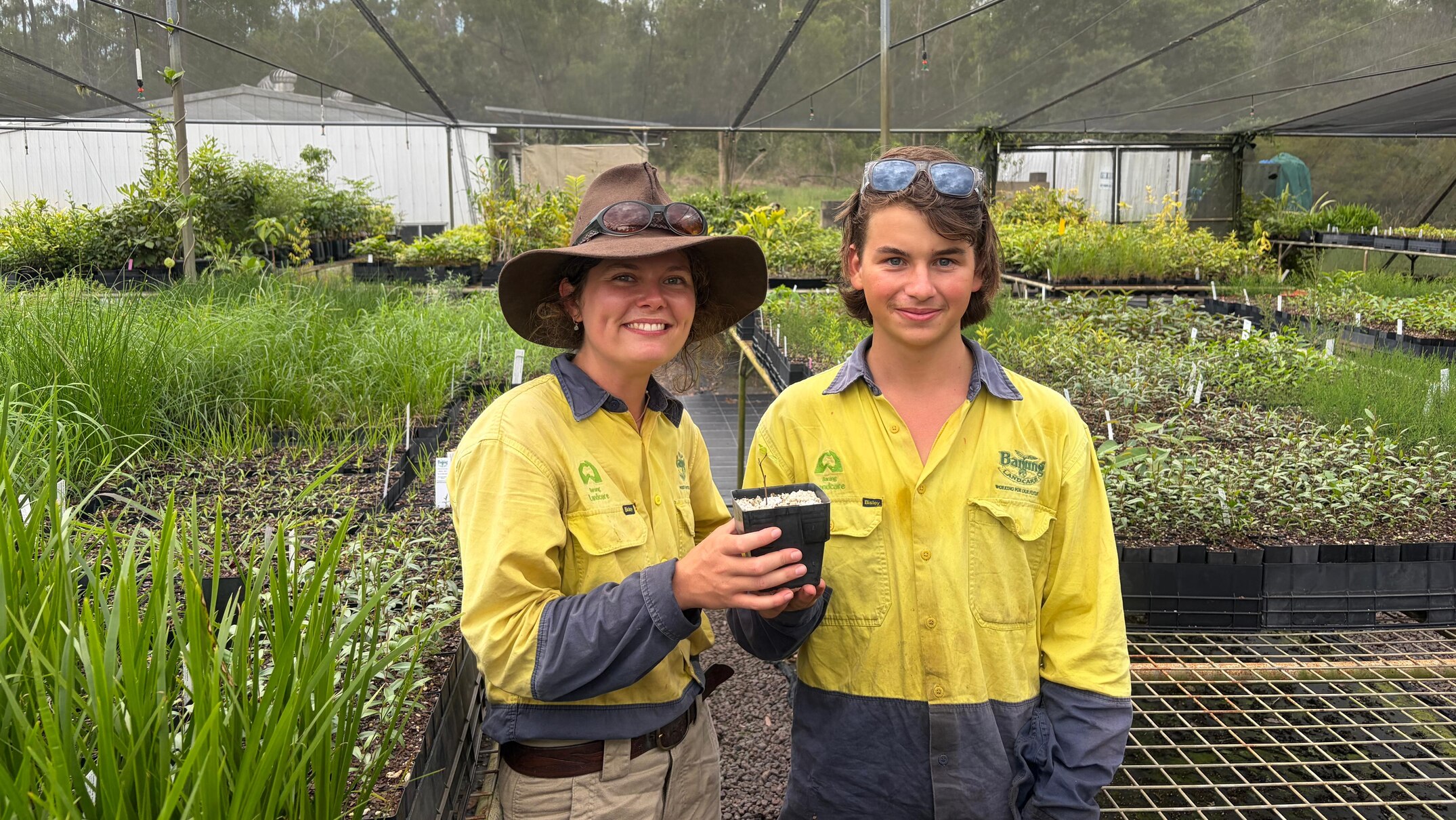 Race to save 'zombie tree' as scientists fight to stop living species ...