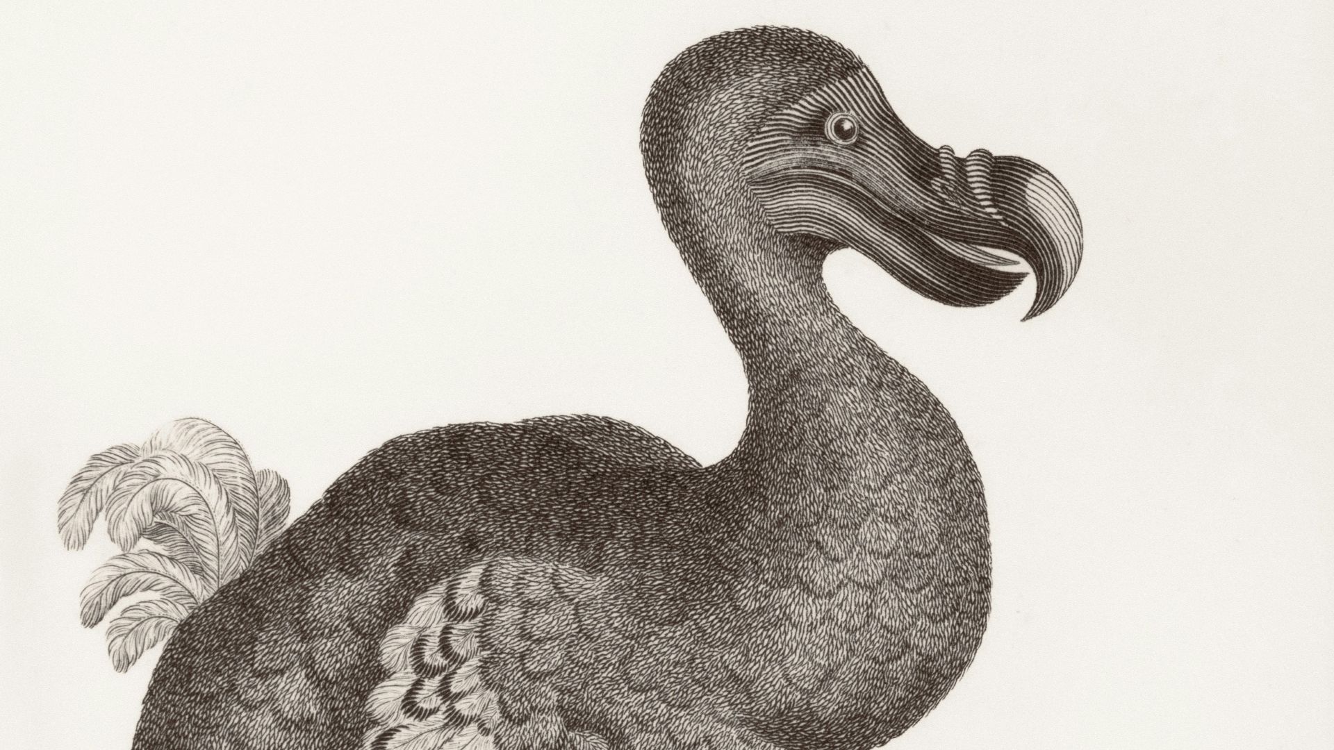 20 animals that have been declared extinct in the last 10 years