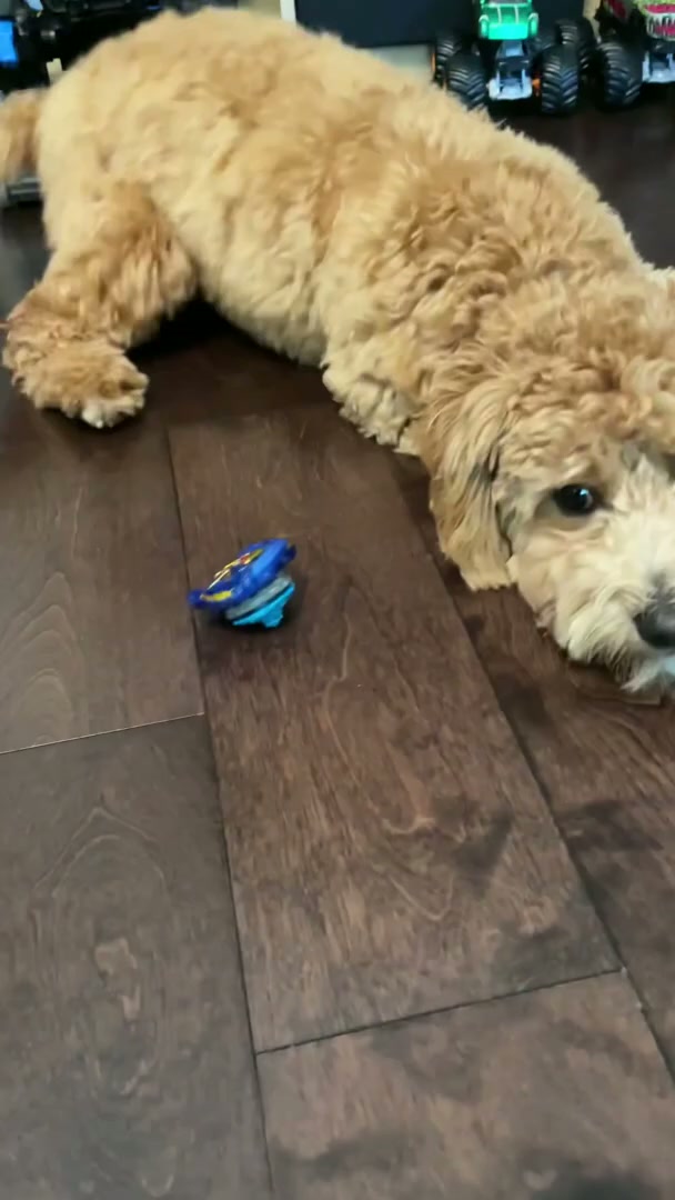 Beyblade toy vs puppy | MacDannyGun #shorts