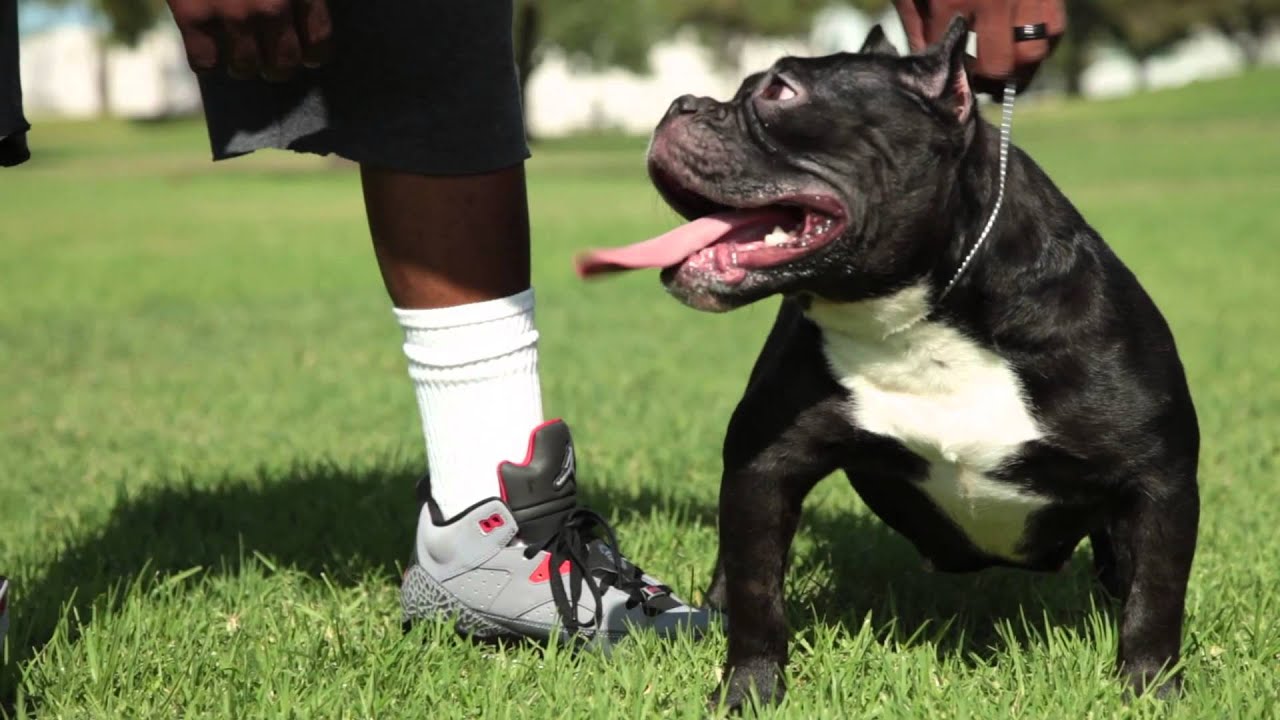 Exotic bully - black coffin