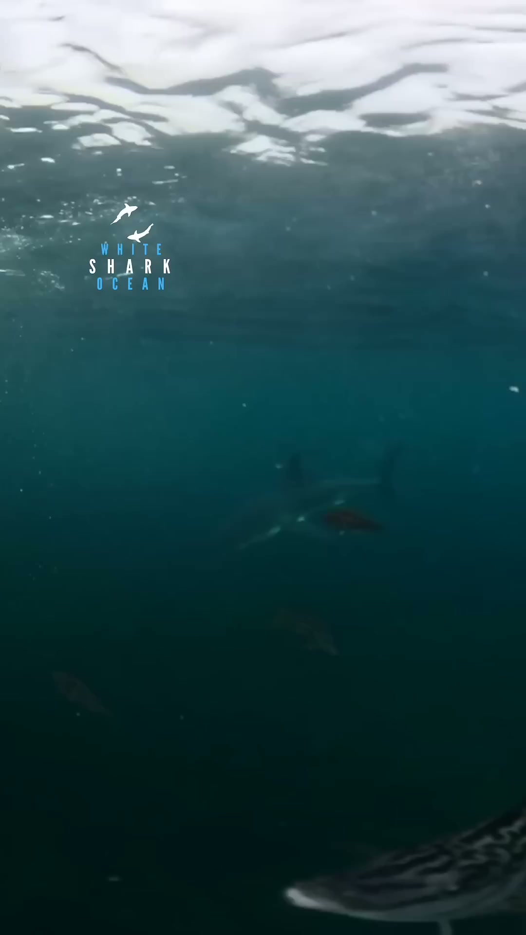 New Zealand great white sharks are super curious
