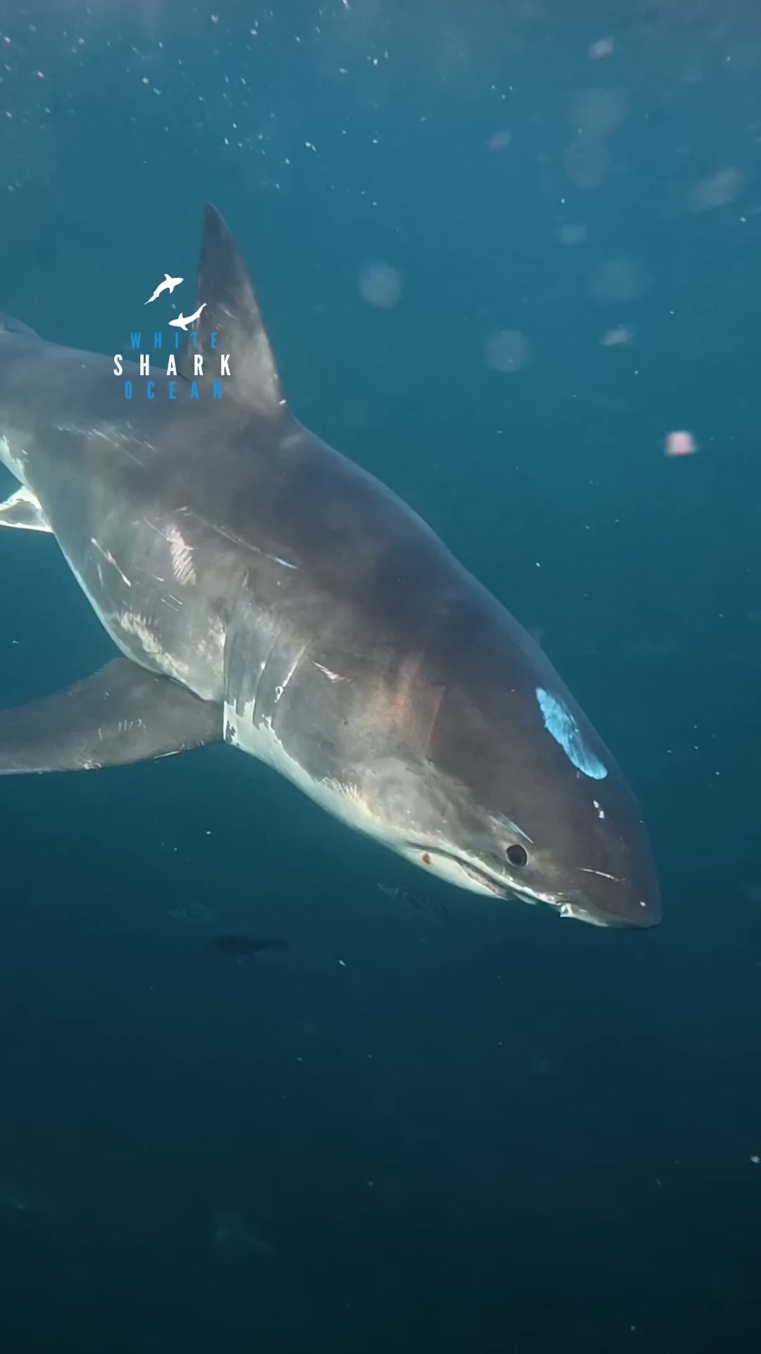 Great White Shark With War Paint On