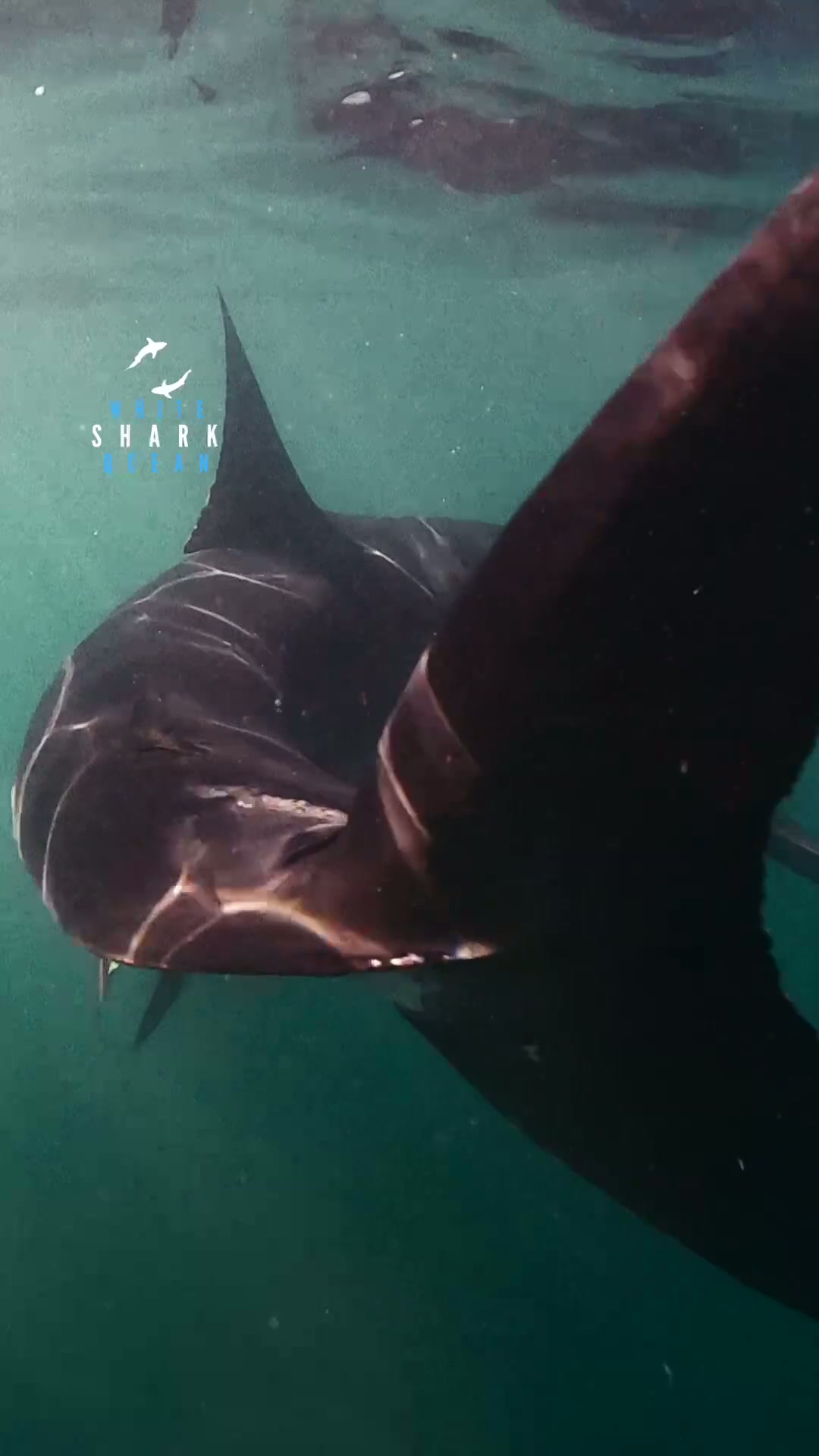 Great white shark circling in clear blue water