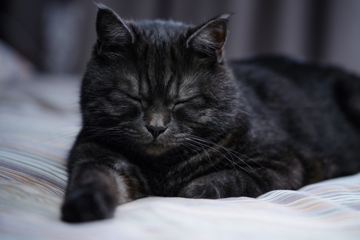 Pit bull trying to snuggle up with black cat is cracking everybody up