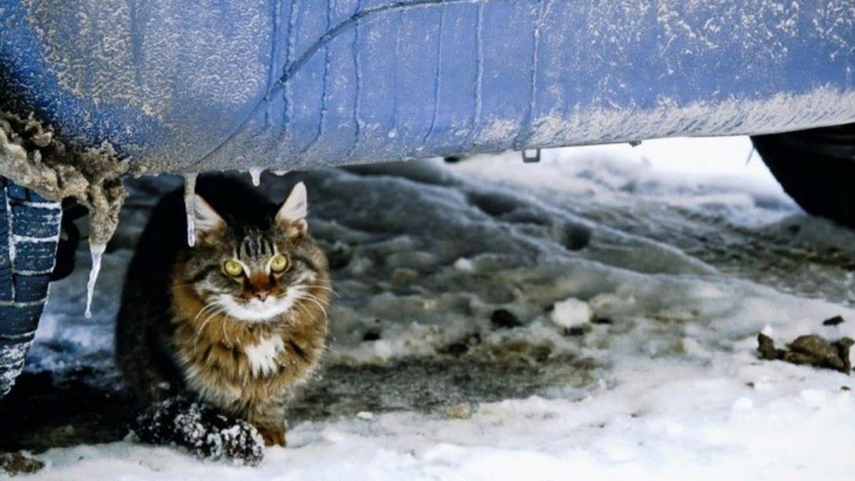 Cómo ayudar a un gatito callejero paso a paso y cuidarlo correctamente