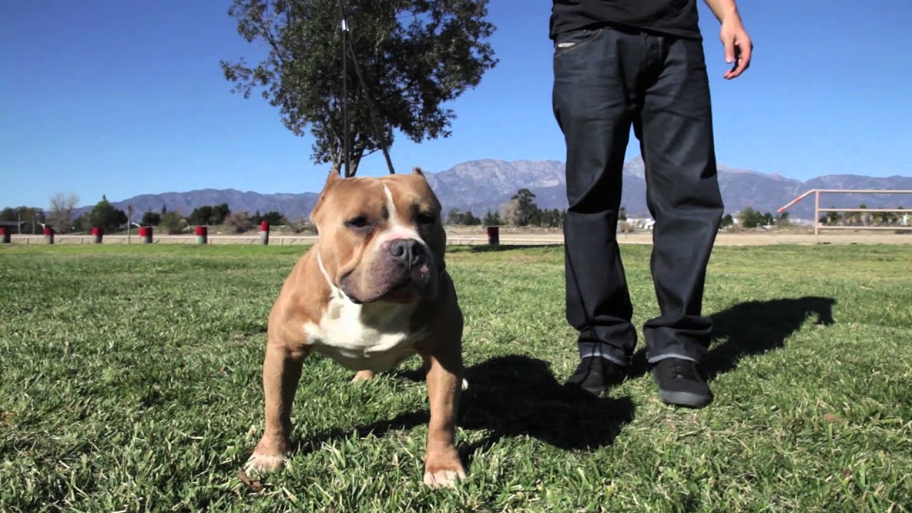 American bully - Vador