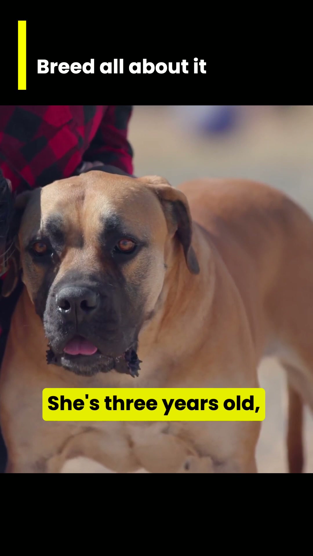 Unleashing the Boerboel: South Africa's fierce guard dog!