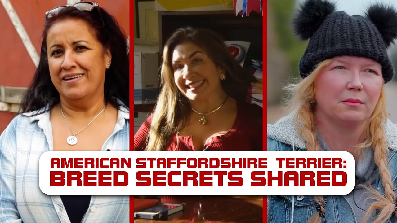The American Staffordshire Terrier: A love letter