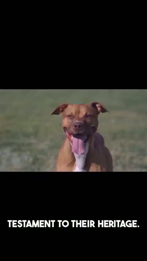 The secret behind pit bull power!
