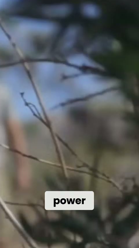 Cane Corso vs Dogo Argentino breed differences explained!