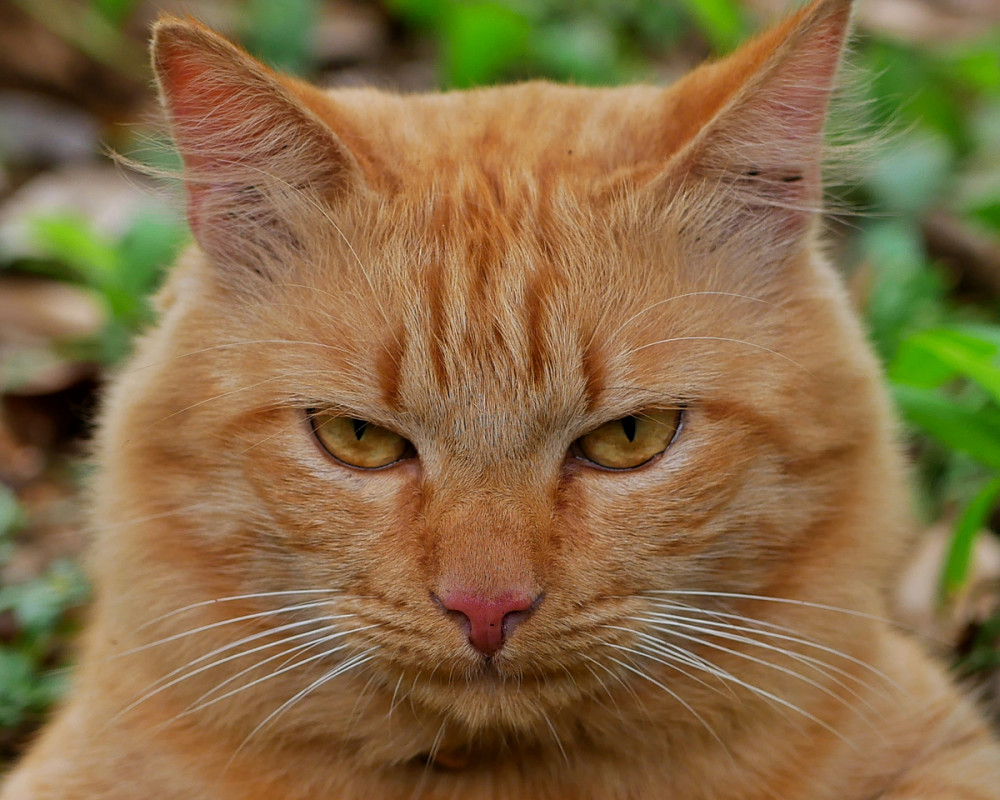 Orange cat’s outrage over mom letting in a stray is cracking us up