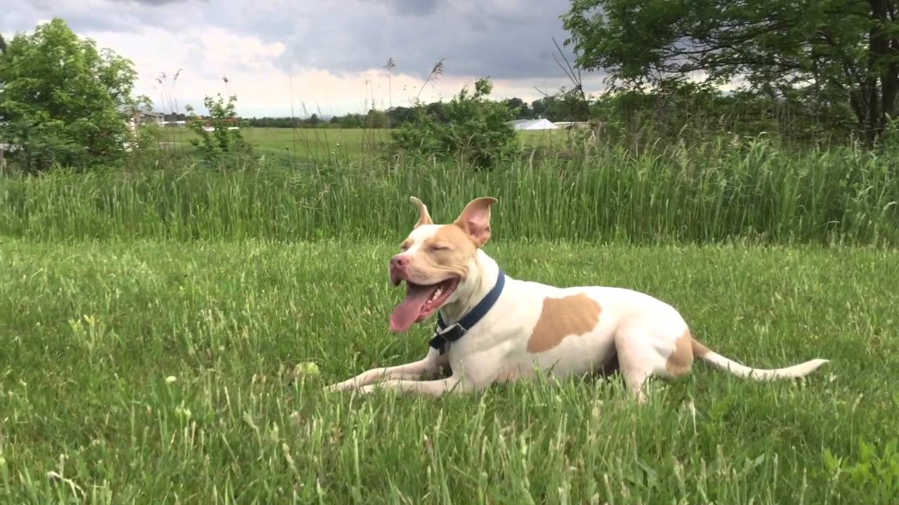 American pit bull terrier Chase breaking all the stereotypes (fan ...