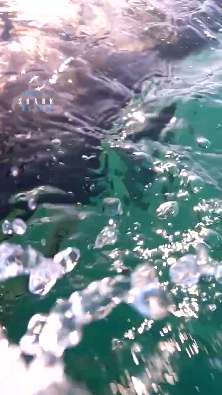 Great white nudges the cage before coming for the GoPro