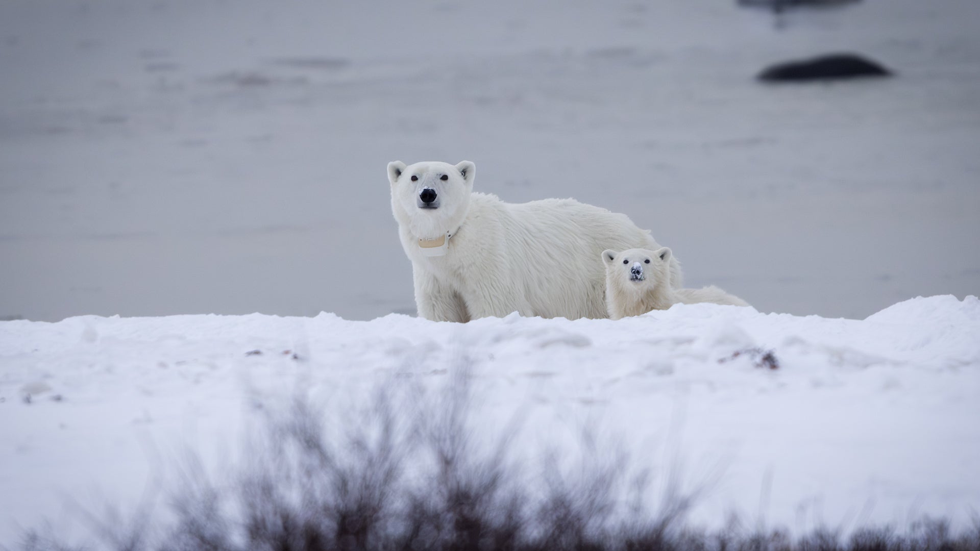 A polar bear's unlikely act is stunning researchers
