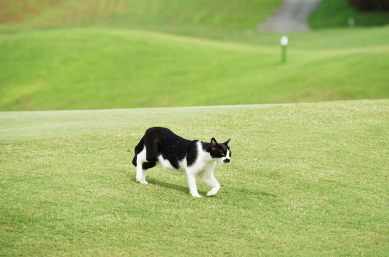 Adorable cat steals attention during golf game in New Zealand, wins ...