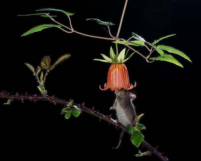 The 30 winning pictures of the 2019 Nature Photographer of the Year