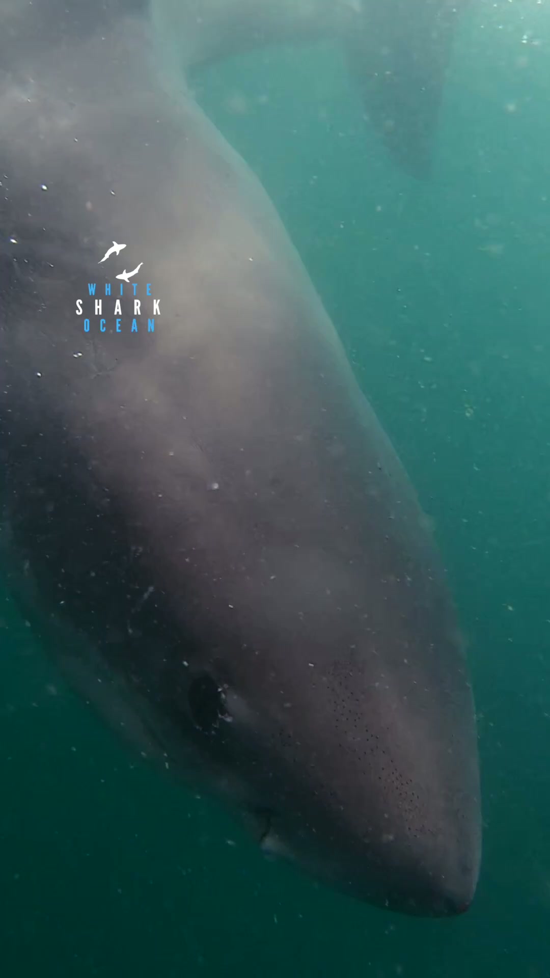 Great white bumps the cage multiple times
