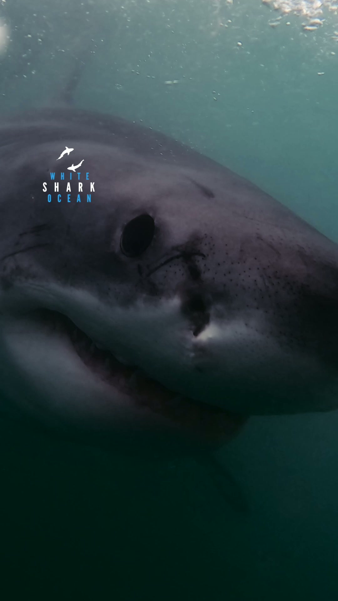 Great white shark speeding through murky water in slow motion