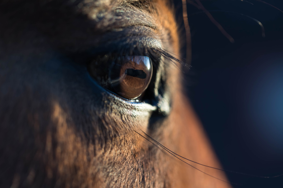 Hagyard to expand equine-only ophthalmology services beyond central ...