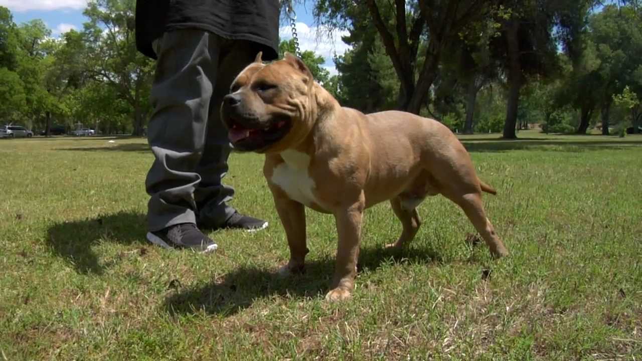 American bully - sugar daddy (14mos)