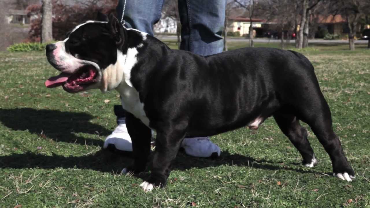 American bully - Scar