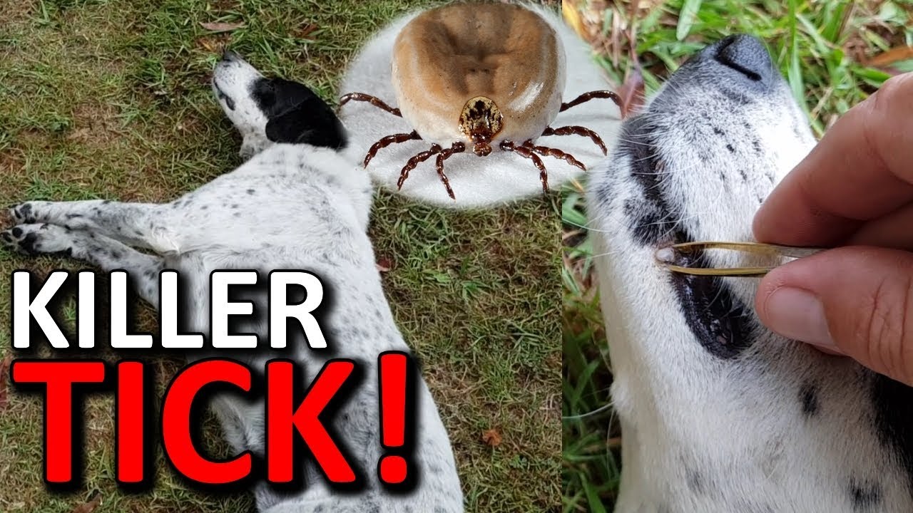 Deadly paralysis tick got our dog - removal & treatments