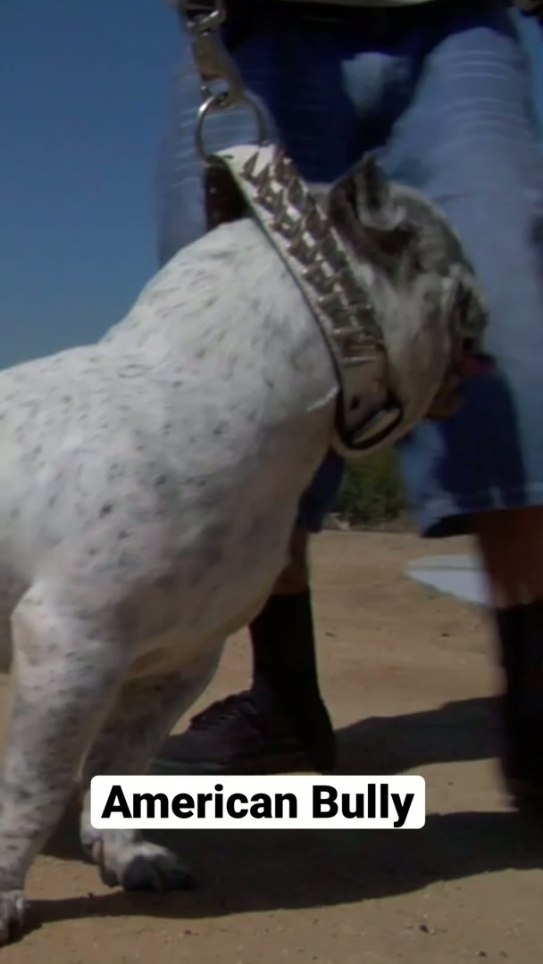 American bully #shorts