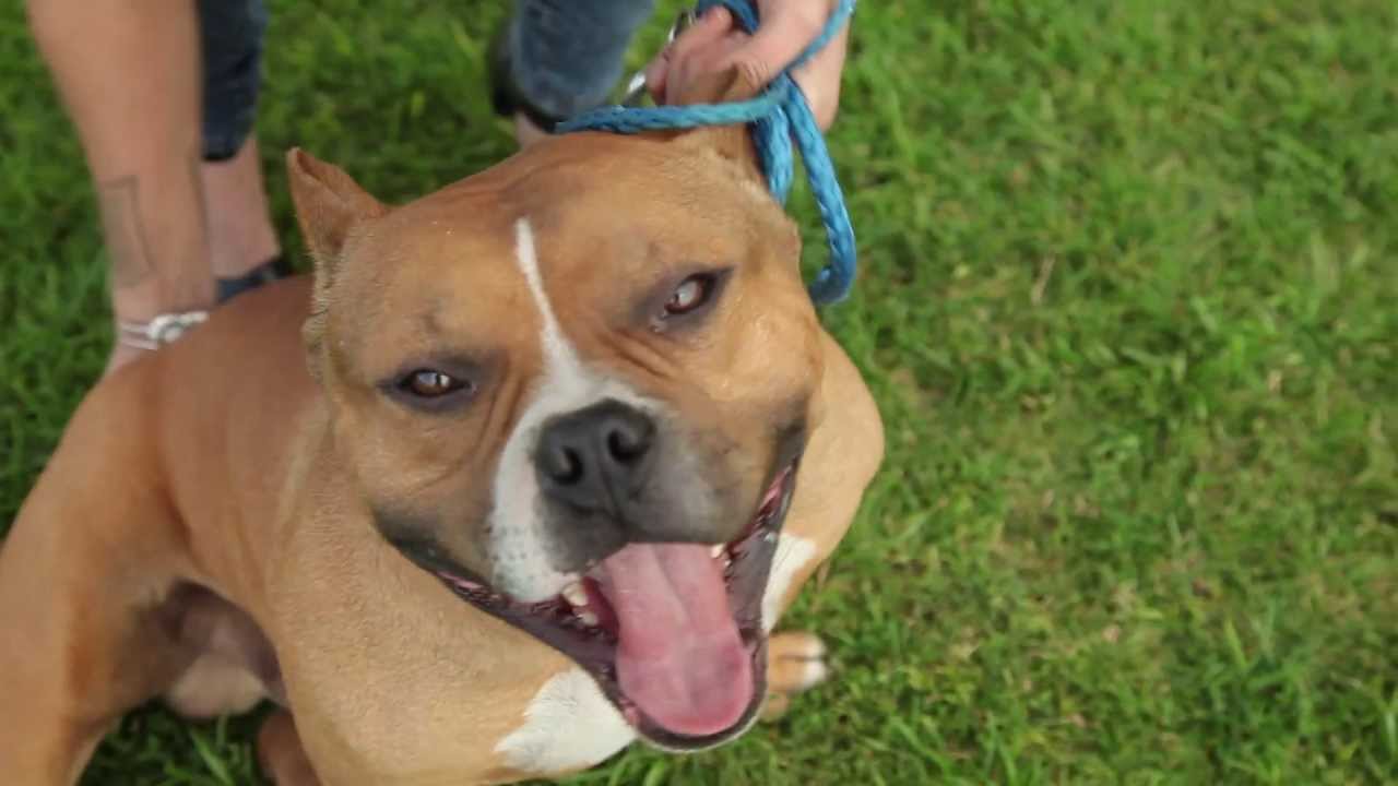 American bully battle - Broski vs. Pumba