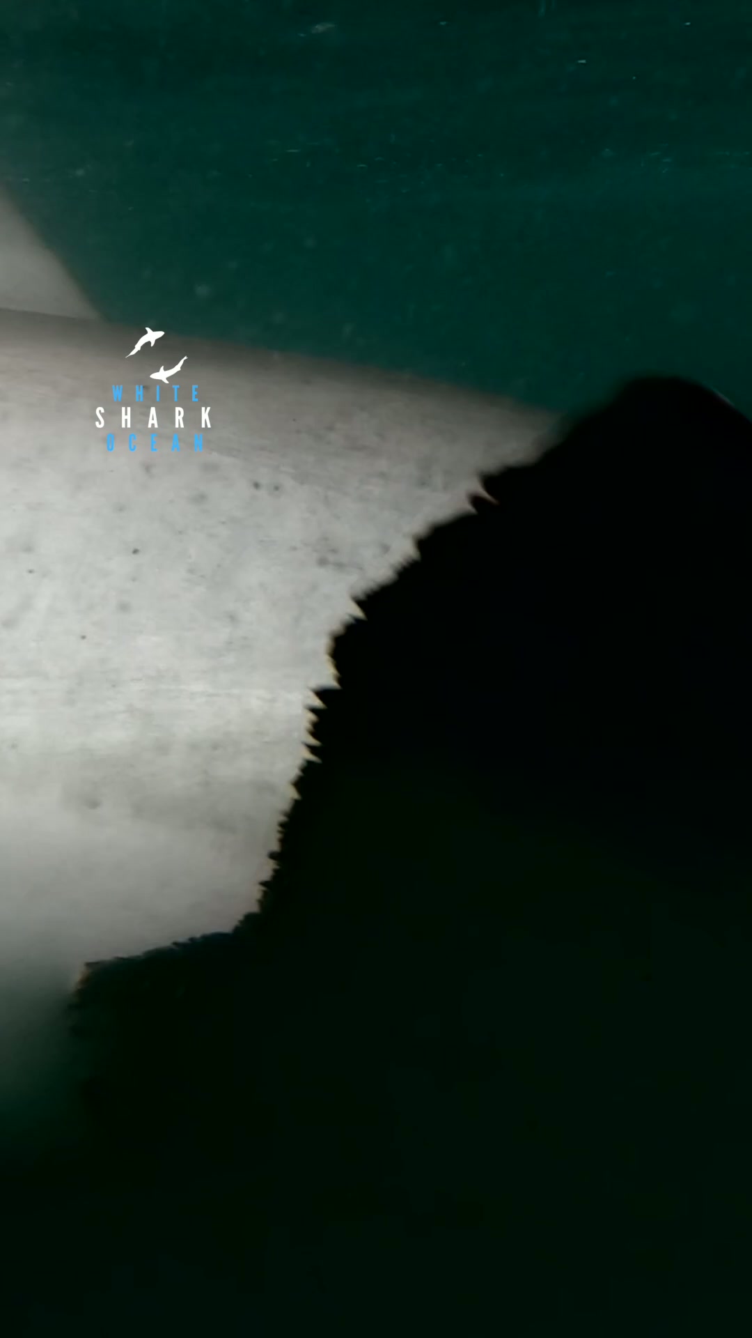 Big Great White Comes Through The Murky Blue