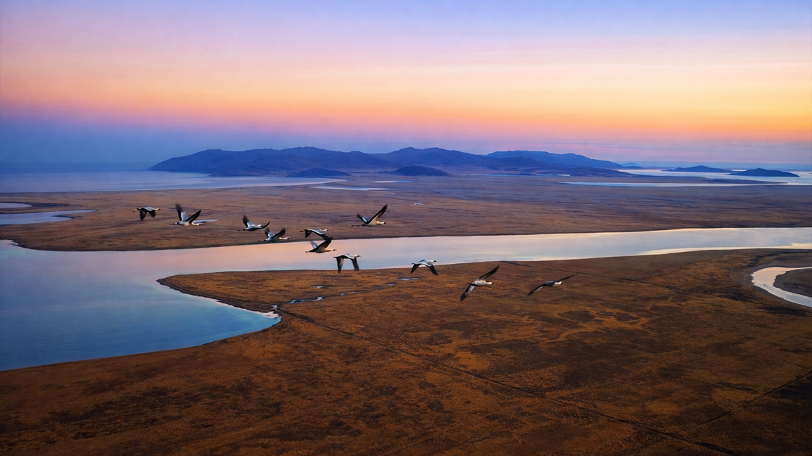Migrating birds over quiet lands