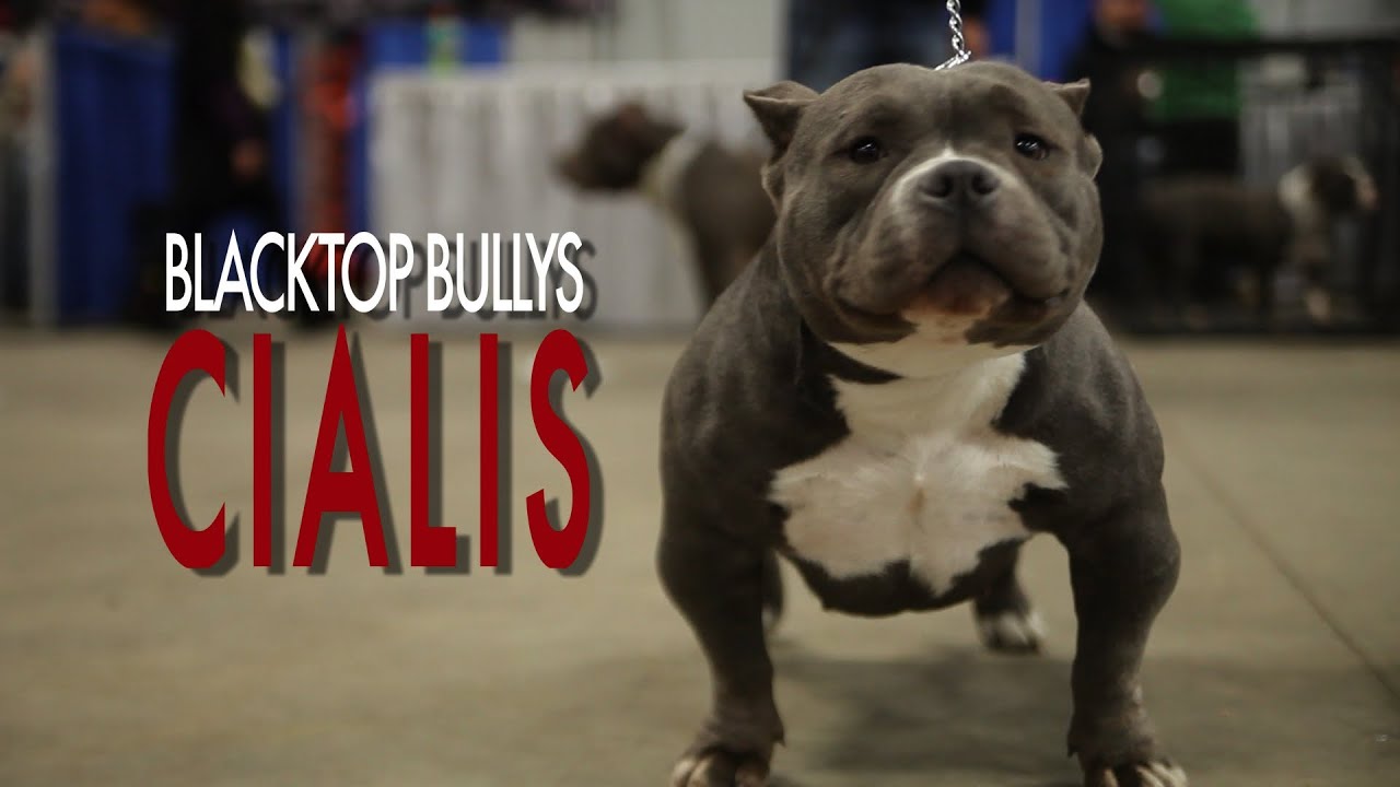 Exotic bully - Cialis