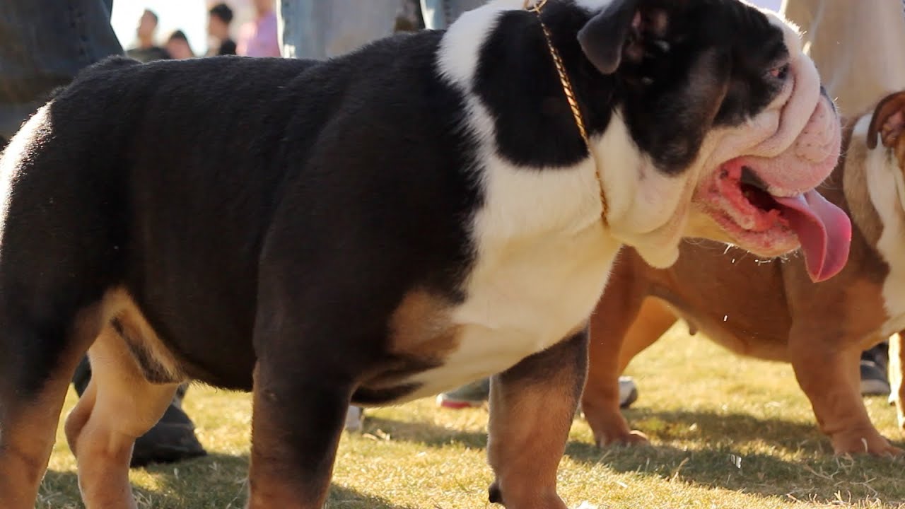American Bully Show - Battle of Bulls 2