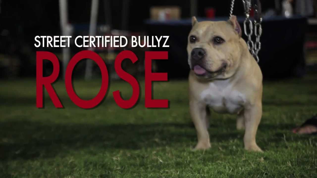 American Bully Show - Lights Out 2