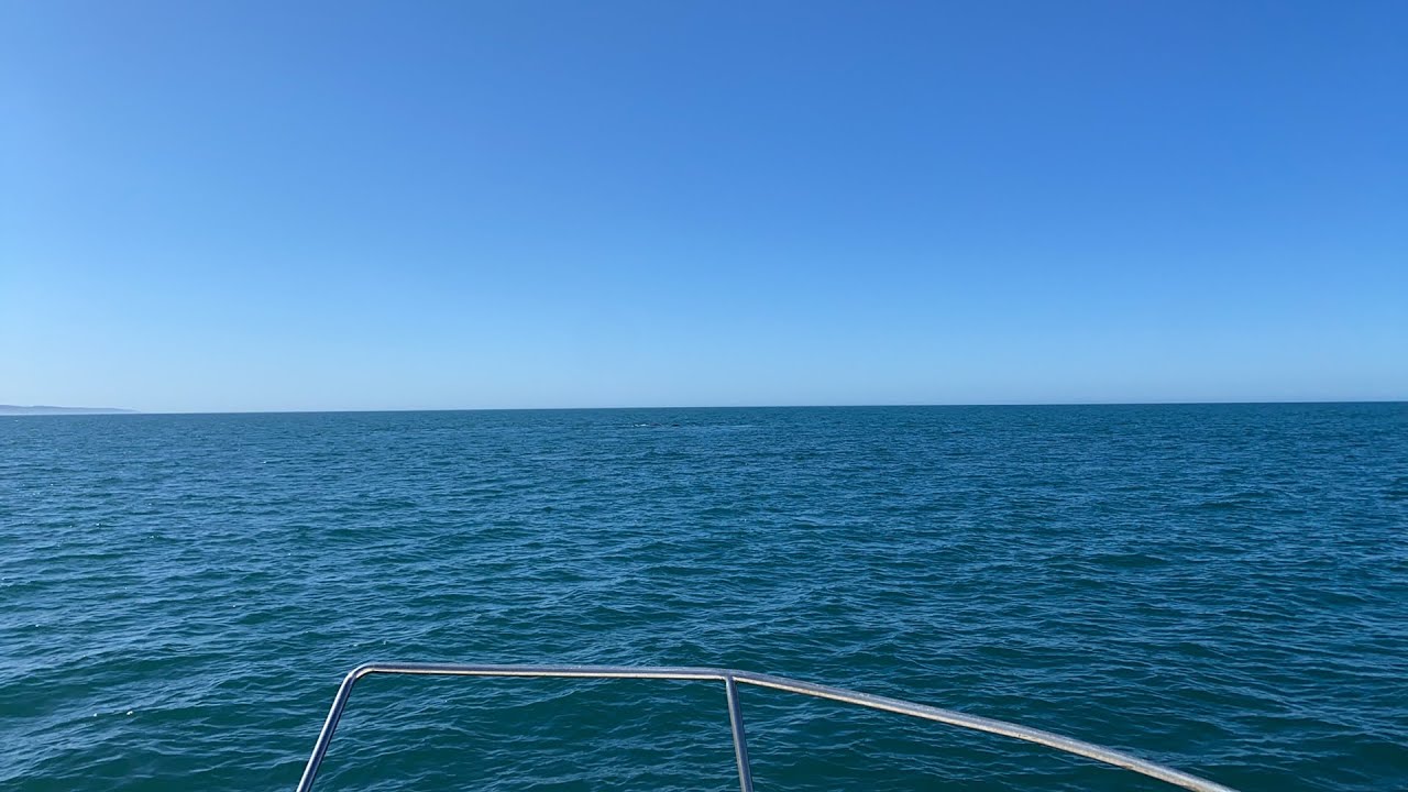 Two southern right whales! Looking for great white sharks 🐋 🦈