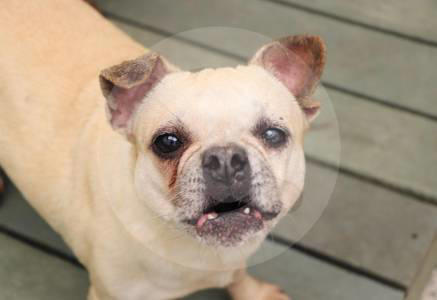 También buscan un hogar: 349 animales viejitos de La Perla en Medellín ...