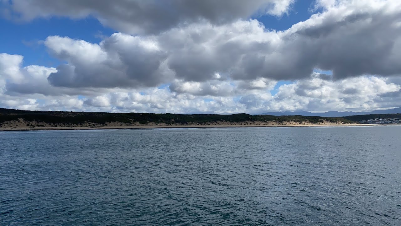 Southern Right Whales 🐋 Great White Sharks In Plett! 🦈