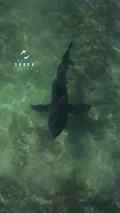 Great White Lies Stationary In The Current