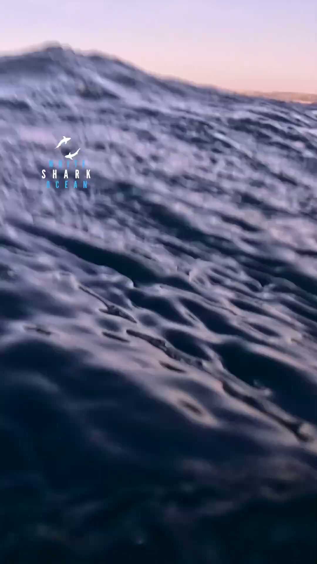 Swimming with a sardine run bait ball