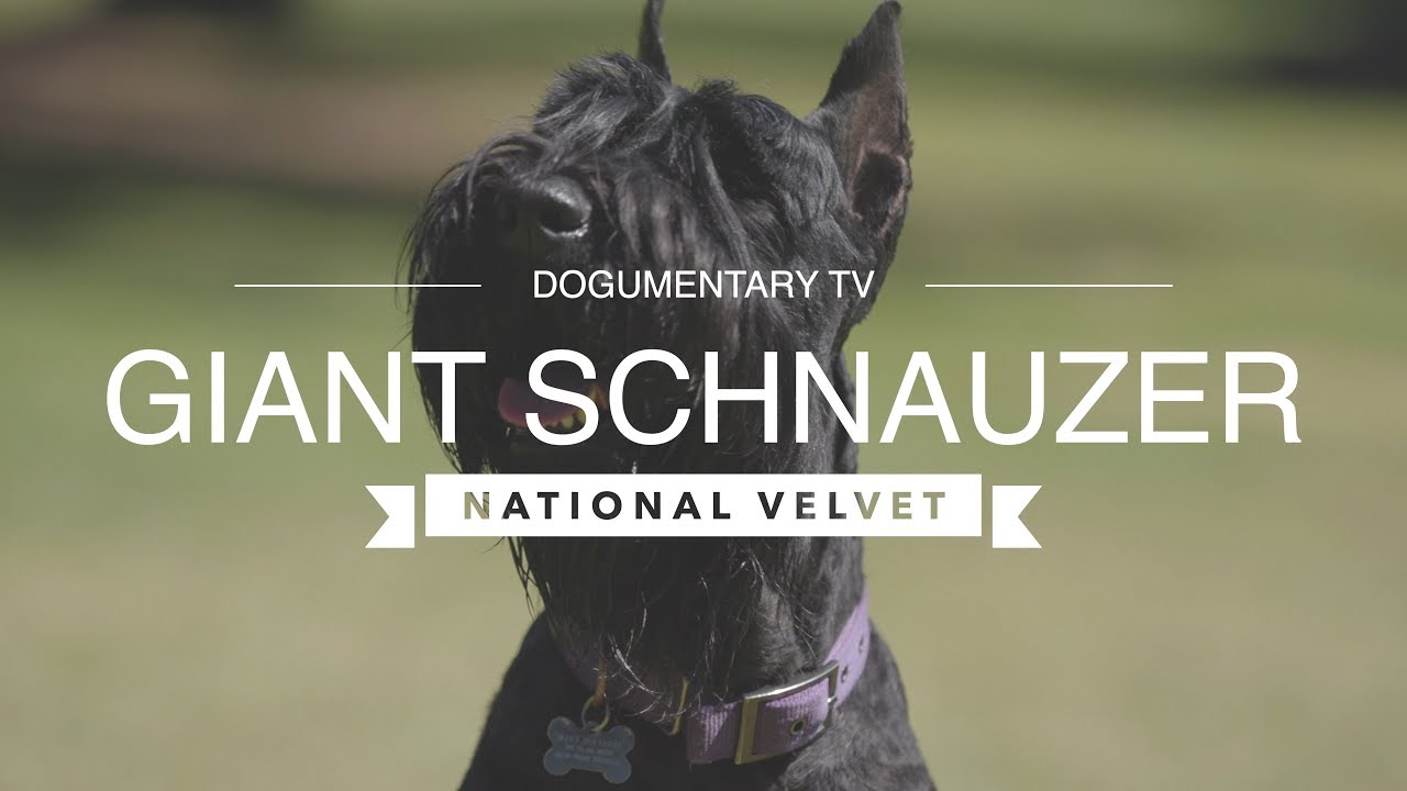 A giant schnauzer's heartwarming story