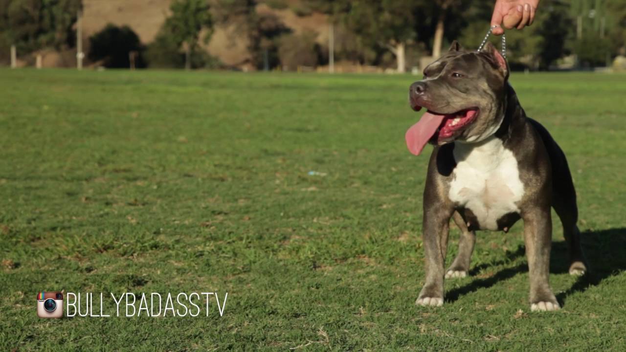 Bouncing Bailey the American Bully with loads of energy