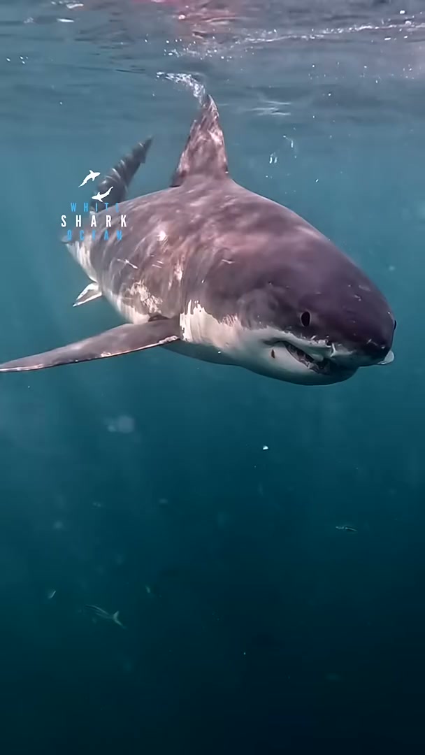 Great white shark has savage scarring down her side