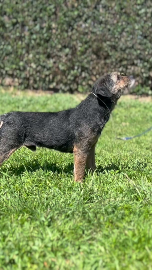 Border terrier video coming soon!