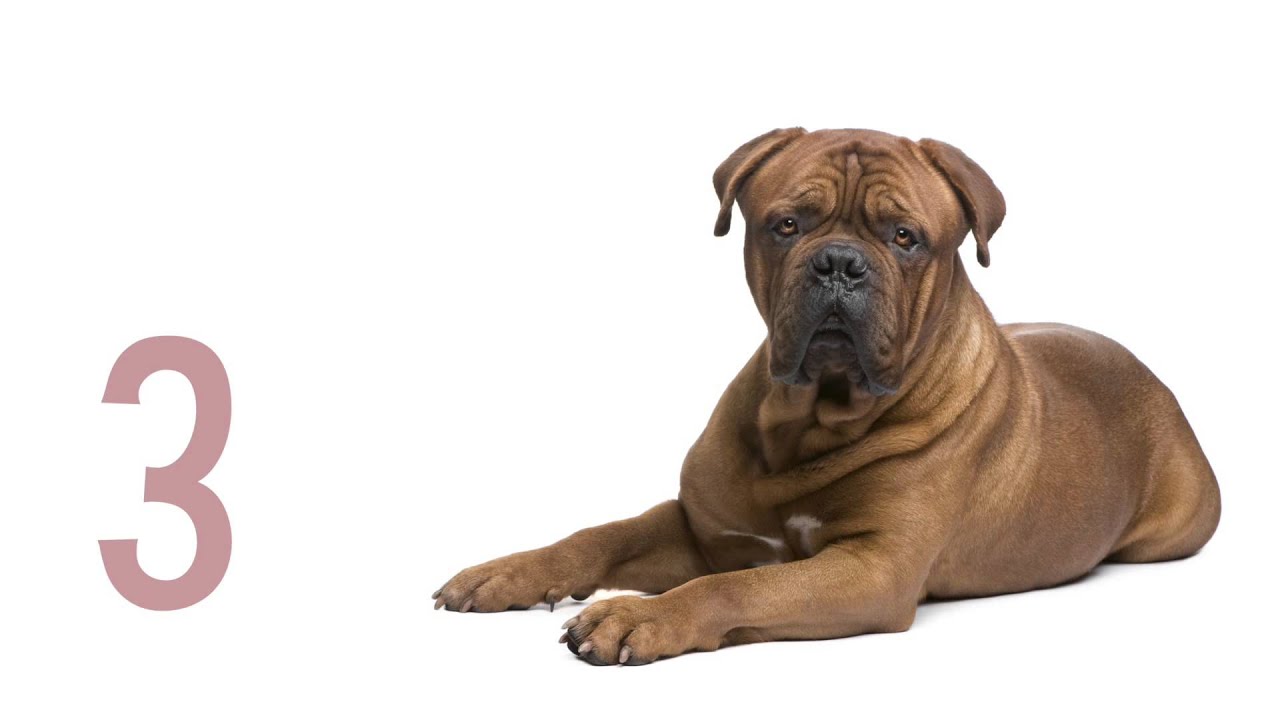 Can you properly identify the American pit bull terrier?