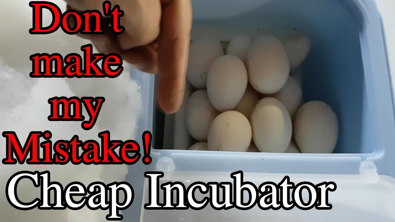 Cheap small incubator: Don't make a big mistake duck eggs