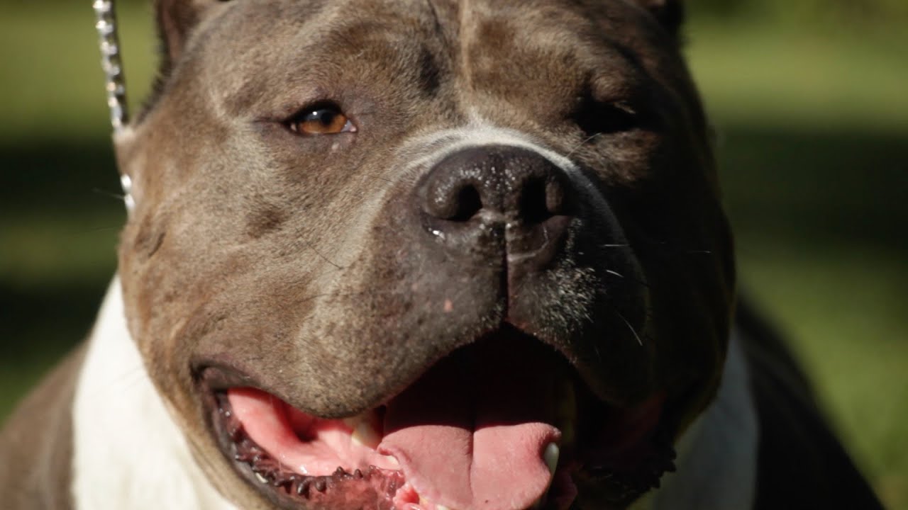 Grand champion dude - classic edge looks on a big bully frame