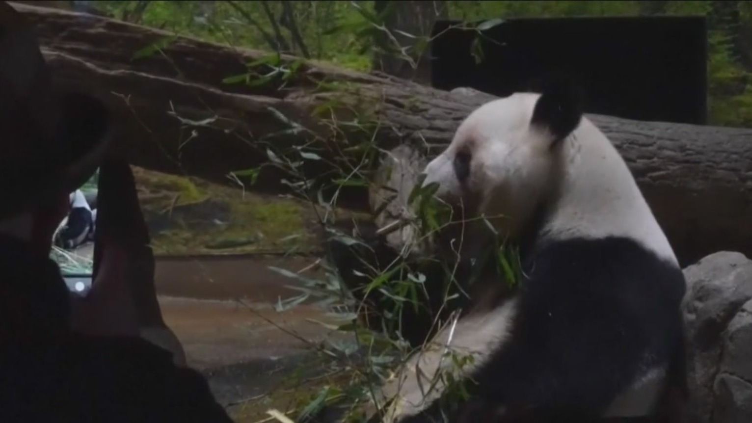 China ends panda lease with Japan